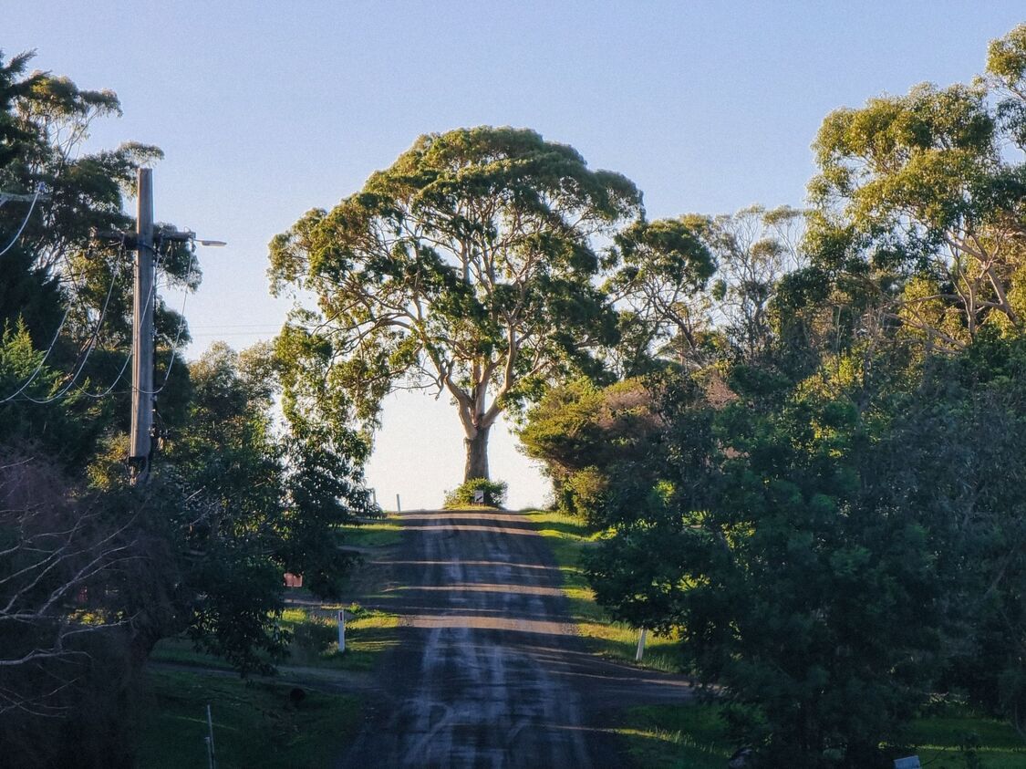 Nominate your favourite tree this National Tree Day! | Bass Coast Shire