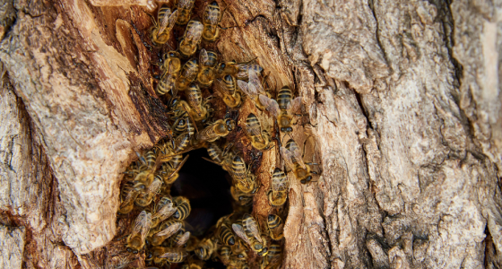 Bees and Trees with Ian Cain | Bass Coast Shire